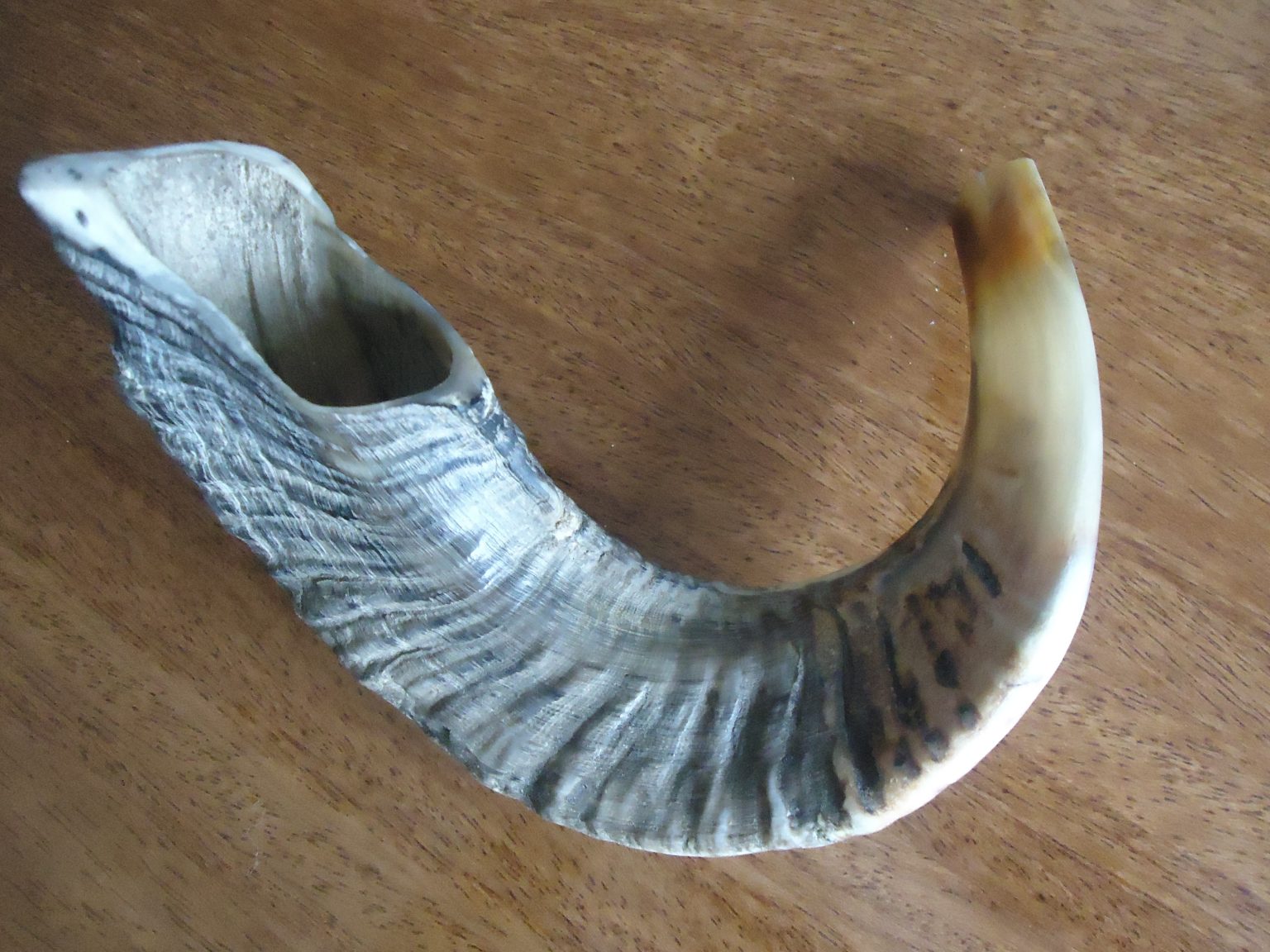 Shofar Katan Carnero 31 cm - Judaica Colombia - TU JUDAICA EN LA INTERNET